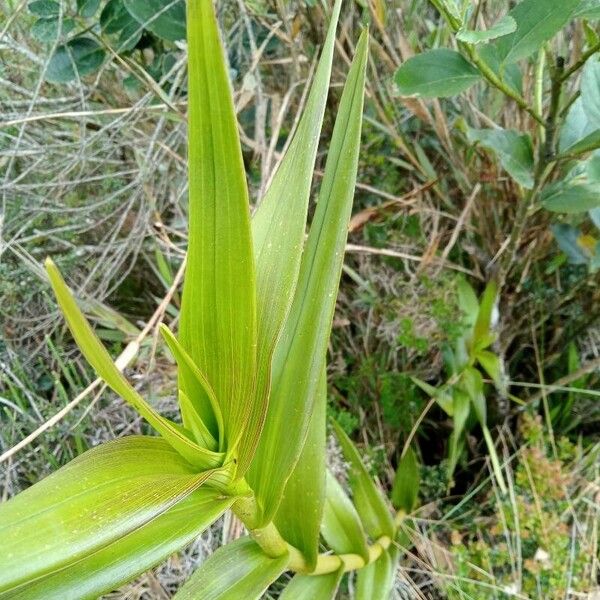 Epidendrum Bogotense Plant Care & How to Grow, Water