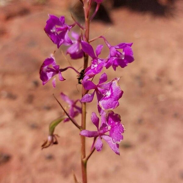 Epidendrum Campestre Care Guide: Water, Soil & Propagation - Plantiary