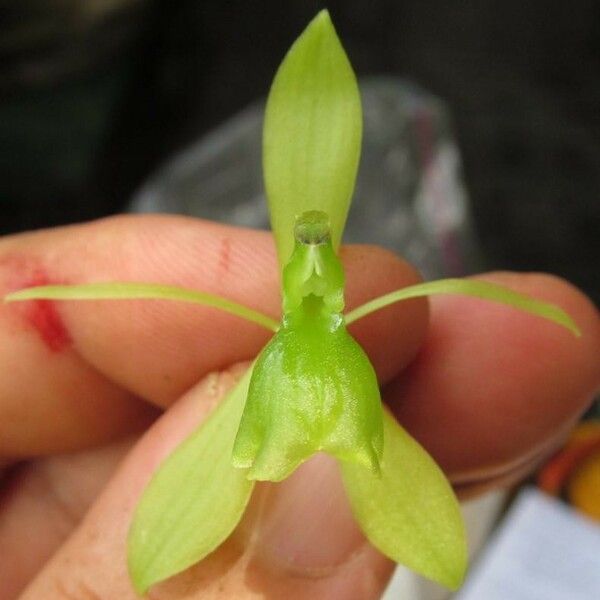 Epidendrum Candelabrum Care Guide: Water, Soil & Propagation - Plantiary