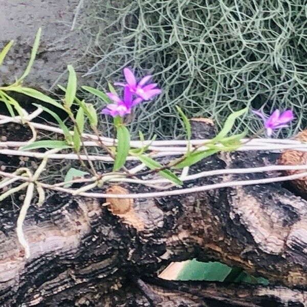 Epidendrum Centropetalum Plant Care & How to Grow, Water