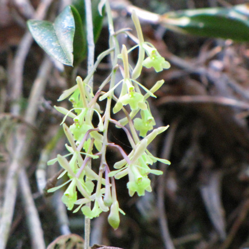 Greenfly Orchid (Epidendrum Conopseum) Care Guide: Water, Soil ...