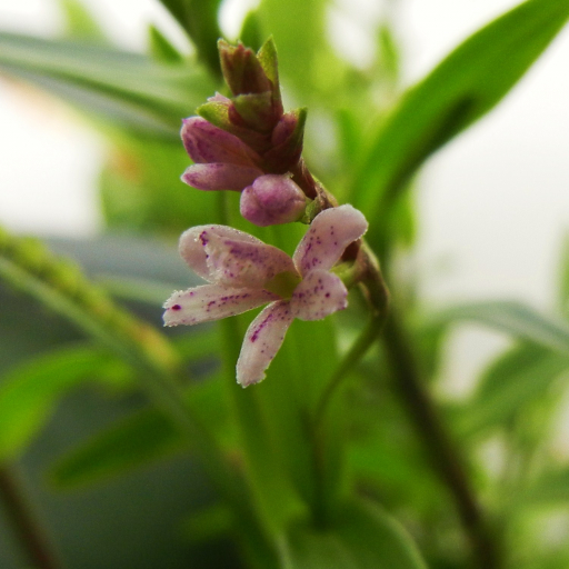 Mini-Orchids (Epidendrum Fimbriatum) Plant Care & How to Grow, Water