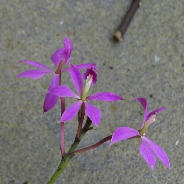 Epidendrum Flexuosum Plant Care & How to Grow, Water