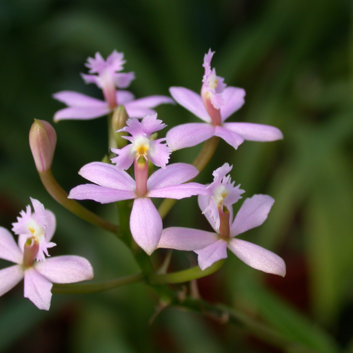 Crucifix Orchid (Epidendrum Ibaguense) Care Guide: Water, Soil ...