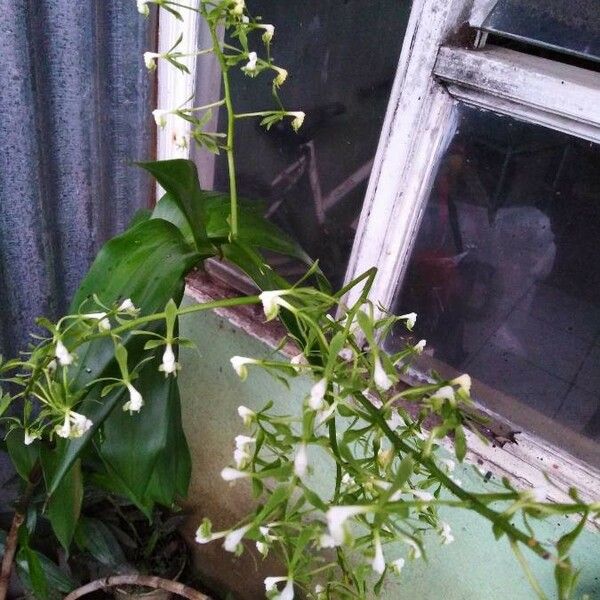 Epidendrum Isthmi Care Guide: Water, Soil & Propagation - Plantiary