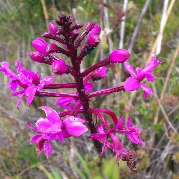 Jamieson's Epidendrum (Epidendrum Jamiesonis) Care Guide: Water, Soil ...