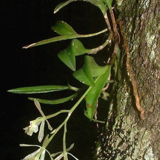 Greenfly Orchid (Epidendrum Magnoliae) Plant Care & How to Grow, Water