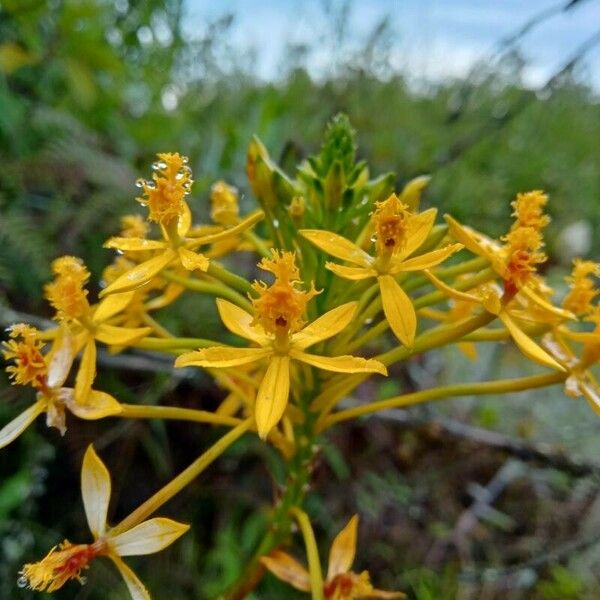 Epidendrum Melinanthum Care Guide: Water, Soil & Propagation - Plantiary