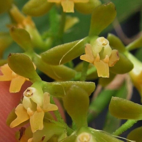 Epidendrum Myodes Plant Care & How to Grow, Water
