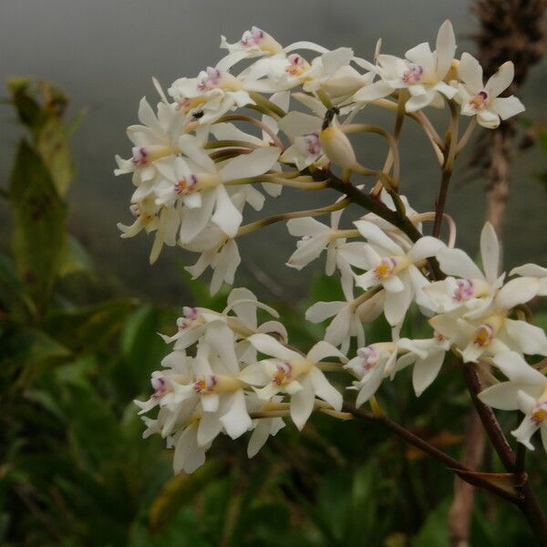 West Indian Star Orchid (Epidendrum Patens) Care Guide: Water, Soil ...