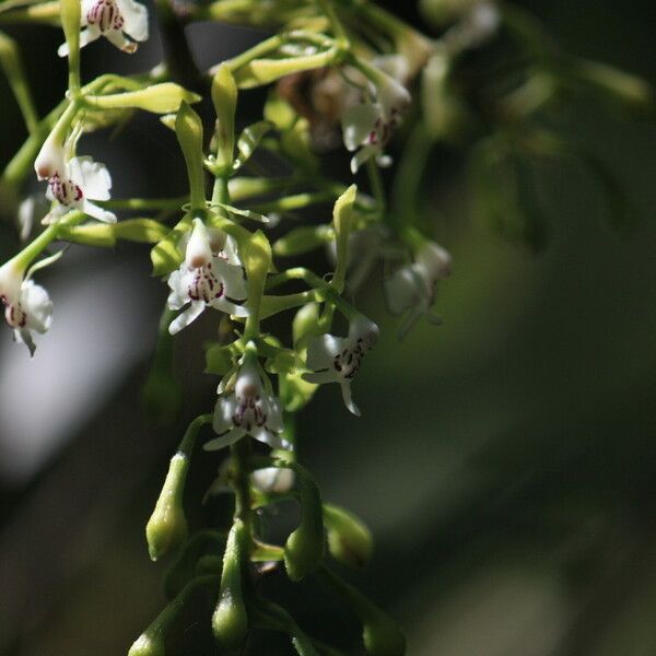 Epidendrum Piliferum Care Guide: Water, Soil & Propagation - Plantiary