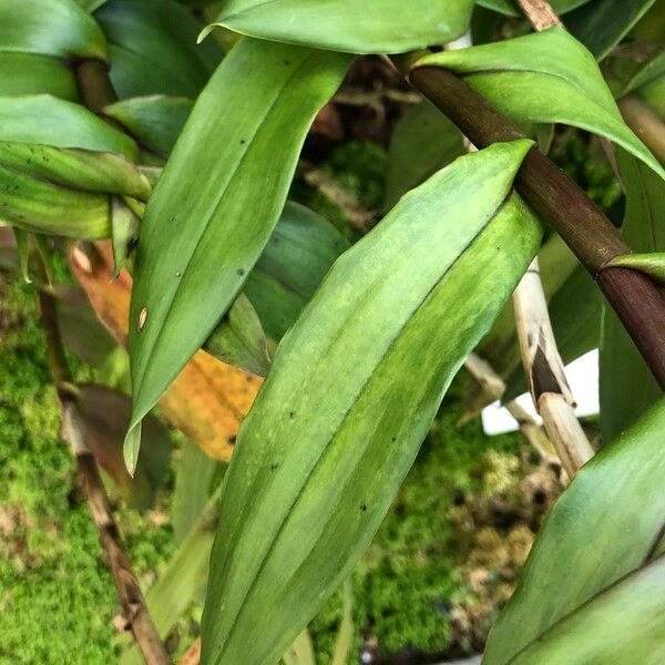 Epidendrum Porphyreum Plant Care & How to Grow, Water
