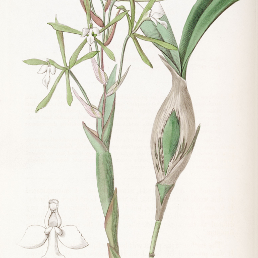 Epidendrum Purpurascens Plant Care & How to Grow, Water