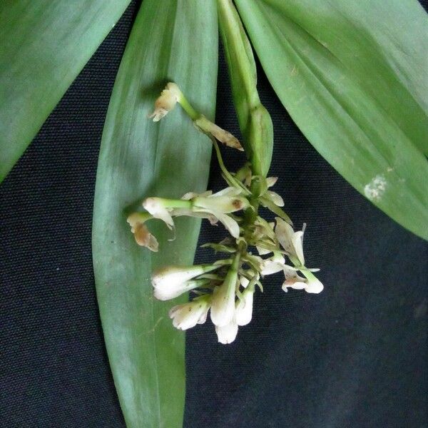 Epidendrum Resectum Plant Care & How to Grow, Water