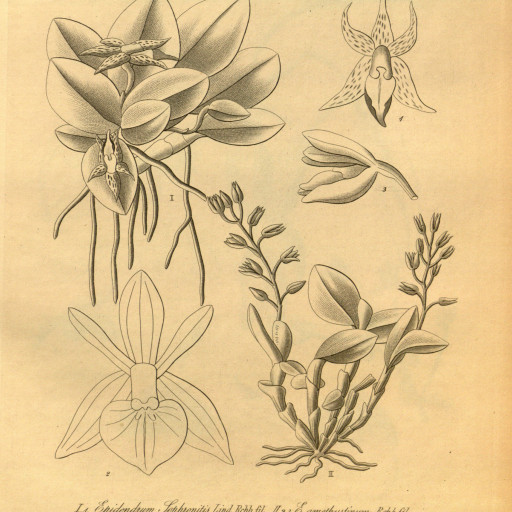 Fairy Wings (Epidendrum) Plant Care & How to Grow, Water