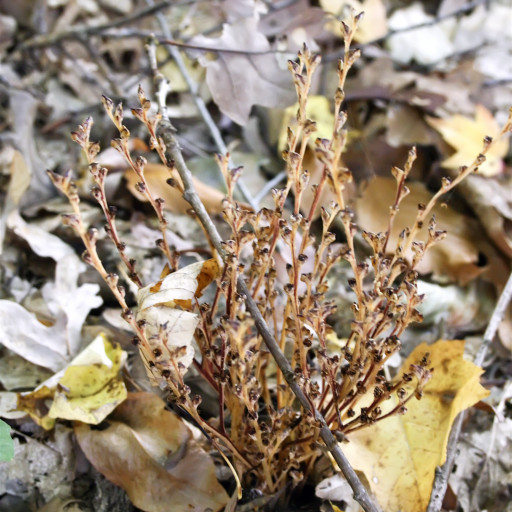 Beechdrops (Epifagus Virginiana) Plant Care & How to Grow, Water