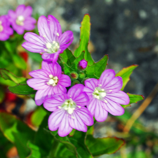 Willowherb (Epilobium Alpestre) Plant Care & How to Grow, Water