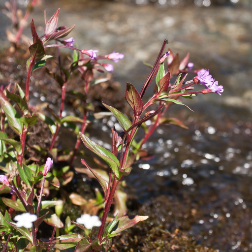 Chickweed Willowherb (Epilobium Alsinifolium) Plant Care & How to Grow ...
