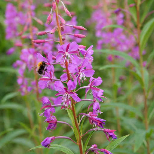 Fireweed (Epilobium Angustifolium) Plant Care & How to Grow, Water