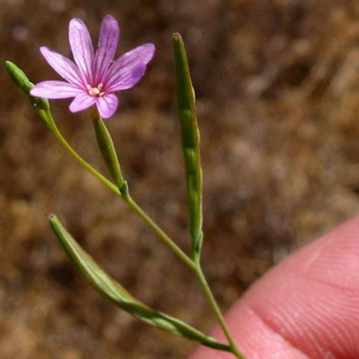 Tall Annual Willowherb (Epilobium Brachycarpum) Plant Care & How to ...