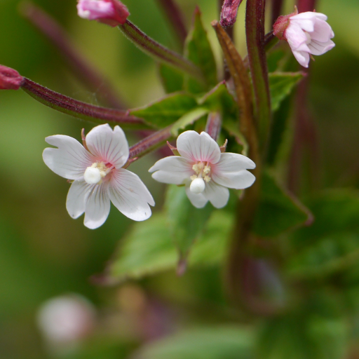 Purple-Leaved Willow-Herb (Epilobium Coloratum) Plant Care & How to ...