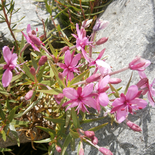 Willowherb Plant Care & How to Grow, Water