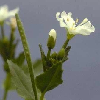 Hall's Willowherb (Epilobium Halleanum) Care Guide: Water, Soil ...