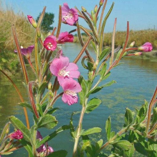 Hairy Willowherb (Epilobium Hirsutum) Plant Care & How to Grow, Water