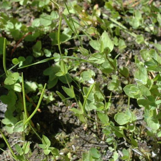 Yuba Pass Willowherb (Epilobium Howellii) Plant Care & How to Grow, Water