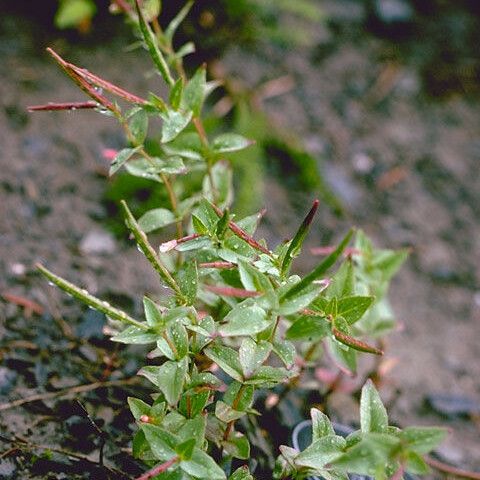 Olympic Mountain Willowherb (Epilobium Mirabile) Plant Care & How to ...