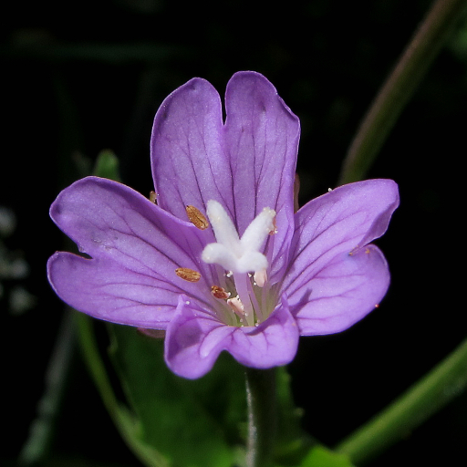 Broad-leaved Willowherb (Epilobium Montanum) Plant Care & How to Grow ...