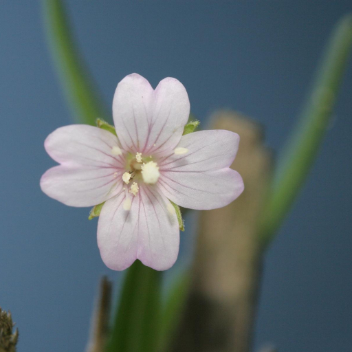 Marsh Willowherb (Epilobium Palustre) Plant Care & How to Grow, Water