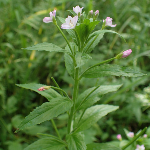 Hoary Willowherb (Epilobium Parviflorum) Plant Care & How to Grow, Water