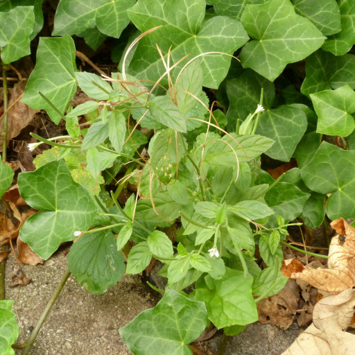 Pale Willowherb (Epilobium Roseum) Plant Care & How to Grow, Water