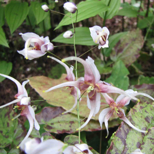 ‎Bishop's Hat (Epimedium Acuminatum) Plant Care & How to Grow, Water