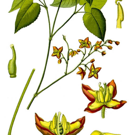 Barrenwort (Epimedium Alpinum) Plant Care & How to Grow, Water