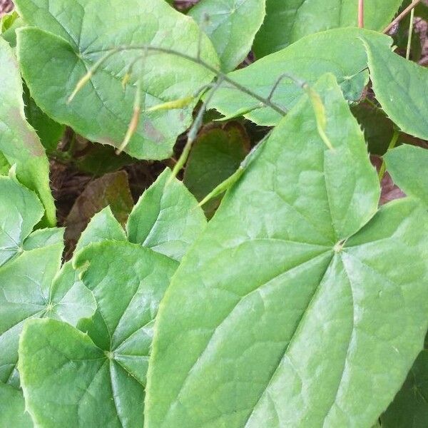 Epimedium Lishihchenii Plant Care & How to Grow, Water
