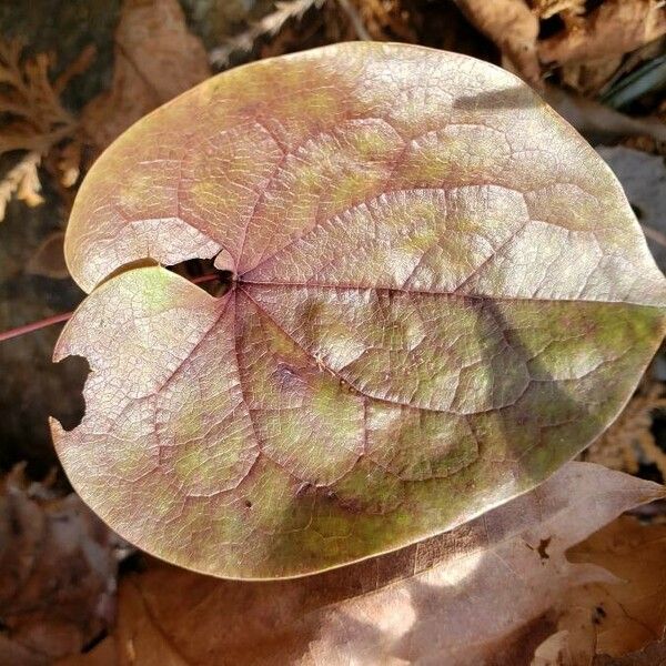Large-Calyx Epimedium (Epimedium Macrosepalum) Care Guide: Water, Soil ...