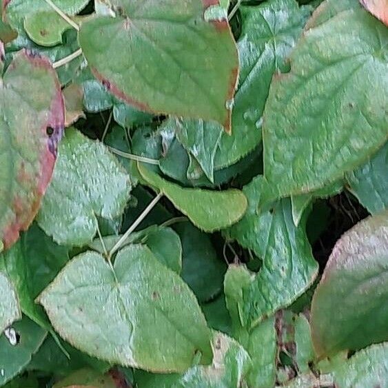 Epimedium × Rubrum Plant Care & How to Grow, Water