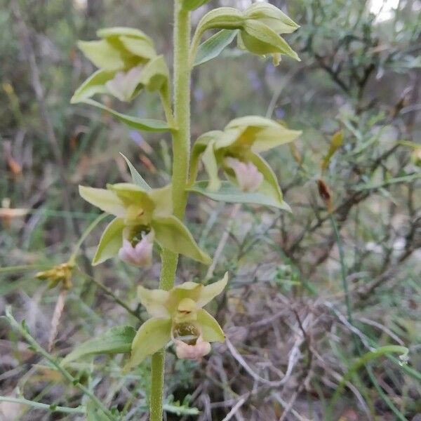 Epipactis Bugacensis Plant Care & How to Grow, Water