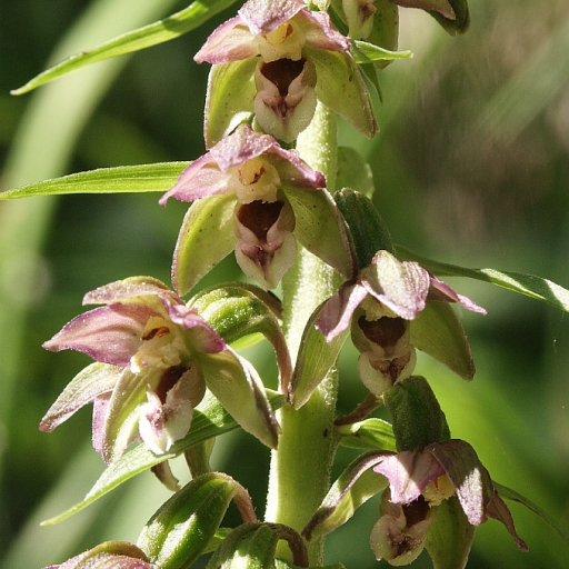 Epipactis Distans Care Guide: Water, Soil & Propagation - Plantiary