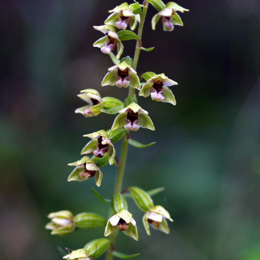 Dune Helleborine (Epipactis Dunensis) Care Guide: Water, Soil ...