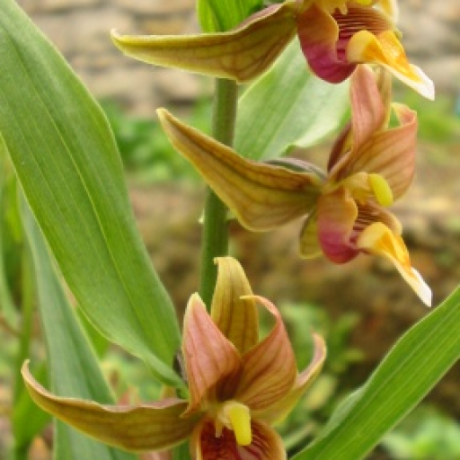 Stream Orchid (Epipactis Gigantea) Care Guide: Water, Soil ...