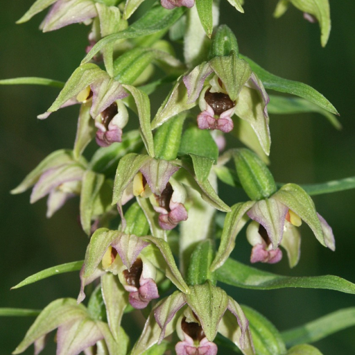 Broadleaf Helleborine (Epipactis Helleborine) Plant Care & How to Grow ...
