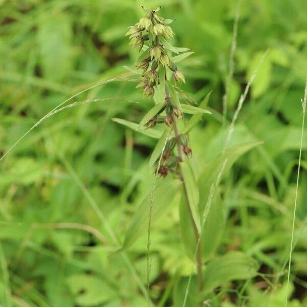 Green-Flower Helleborine (Epipactis Papillosa) Care Guide: Water, Soil ...