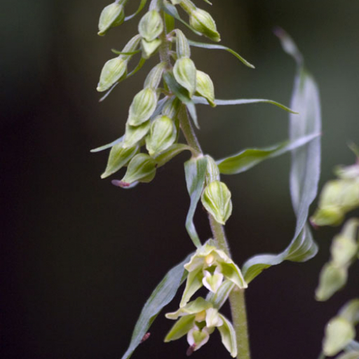 Green-flowered Helleborine (Epipactis Phyllanthes) Plant Care & How to Grow, Water
