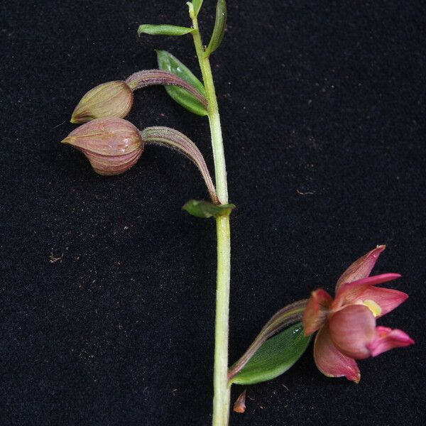 Epipactis Royleana Plant Care & How to Grow, Water