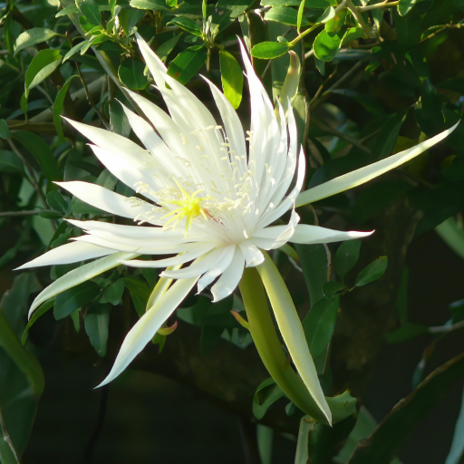 Hooker's Orchid Cactus (Epiphyllum Hookeri) Care Guide: Water, Soil ...