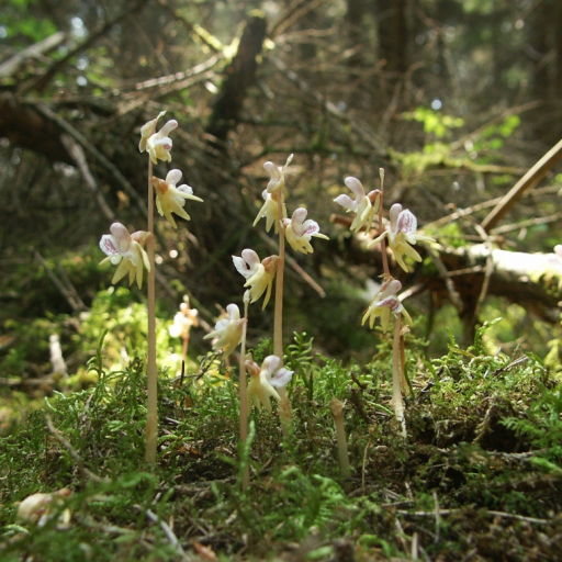 Ghost Orchid (Epipogium Aphyllum) Plant Care & How to Grow, Water