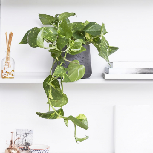 Pothos 'Aureum' (Epipremnum Aureum) Plant Care & How to Grow, Water